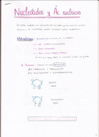 Nucleótidos y ac. nucleicos.pdf