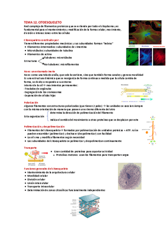T12.-Citoesqueleto.pdf