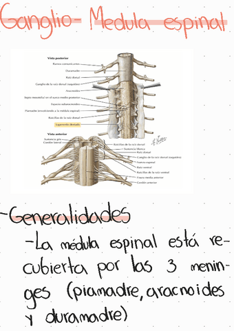 Ganglio-medula-espinal.pdf