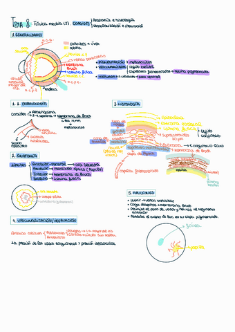 TEMA-8-ANATOMIA-DEL-SISTEMA-VISUAL-ESQUEMATIZADO.pdf