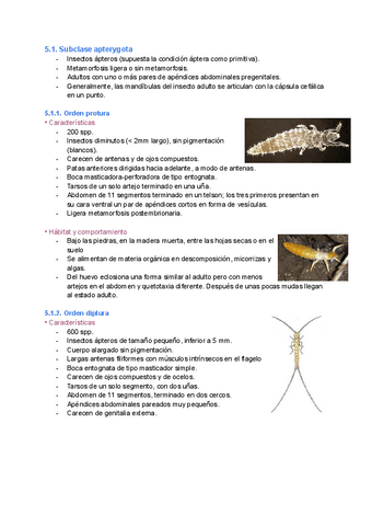 Tema-5.-Apterigota-y-Paleoptera.pdf