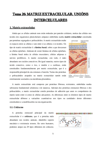Bio-cel-tema-26-matriz-extracelular-unions-intercelulares.pdf