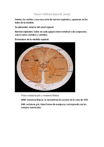tema-medula-espinal.pdf
