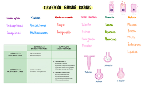 Esquemas-Glandulas.pdf