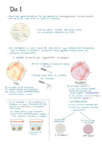 ESQUEMA PRACTIQUES TOT EXPLICAT.pdf