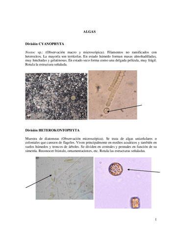 Practica-1-algas.pdf