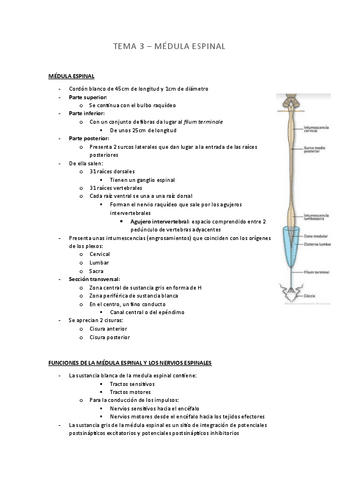 TEMA-3-MEDULA-ESPINAL-Y-SU-VASCULARIZACION.pdf