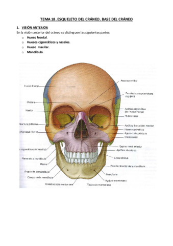 Tema 18. Boveda craneal.pdf