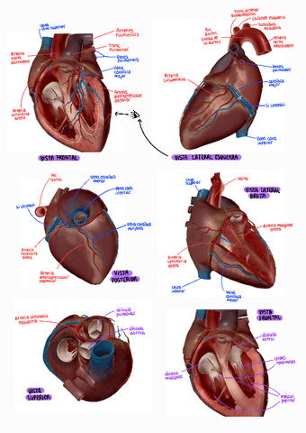 Anatomia-Practiques-fisio-II.pdf