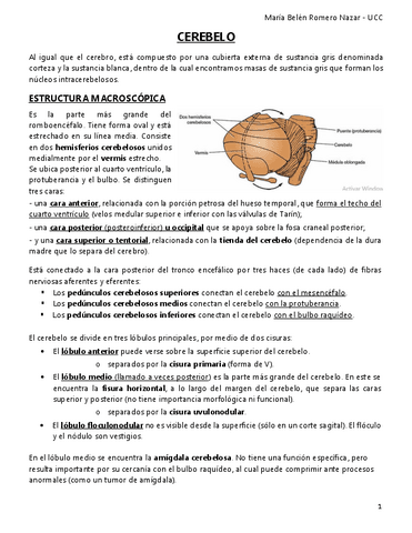 CEREBELO-TRONCO-ENCEFALICO-Y-CUARTO-VENTRICULO.pdf