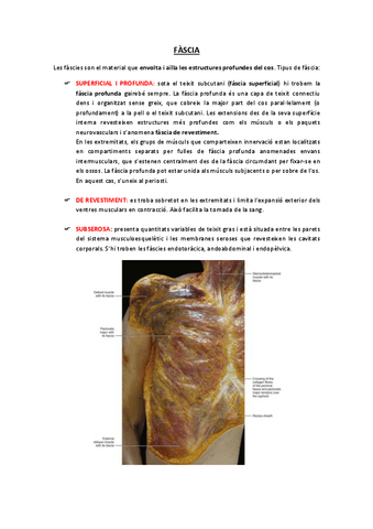 ANATOMIA-FASCIA.pdf
