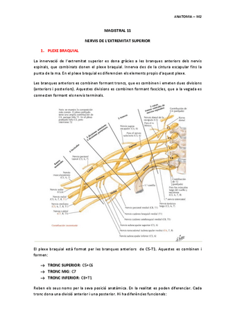 MAGISTRAL-11-NERVIS-EESS.pdf