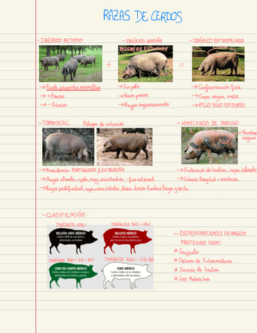 Razas-De-Cerdo-y-diferencias.pdf
