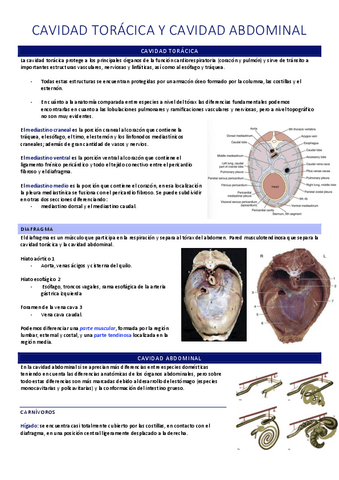 Cavidad torácica y cavidad abdominal.pdf