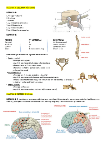 PRACTICAS-ANATOMIA-4-6.pdf