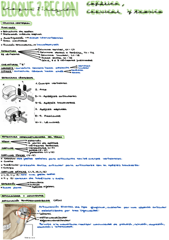 Region-cefalica-cervical-y-tronco.pdf