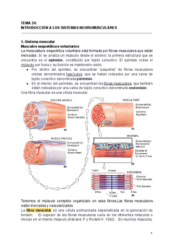 T24-Introduccion-a-los-sistemas-neuromusculares.pdf