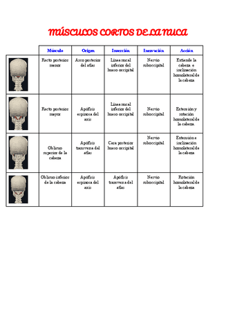 Musculos-cortos-de-la-nuca.pdf