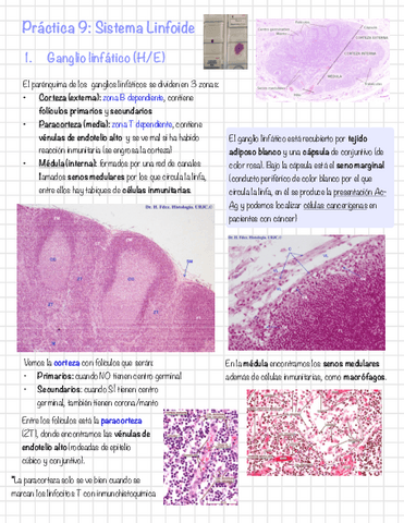Esquemas-Practicas-Histo-algunas.pdf