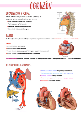 2.-Corazon.pdf