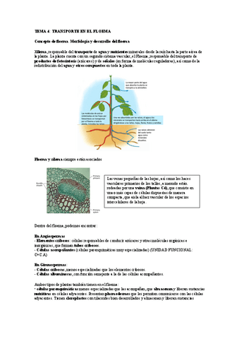 TEMA-4-FISIOLOGIA-VEGETAL.pdf