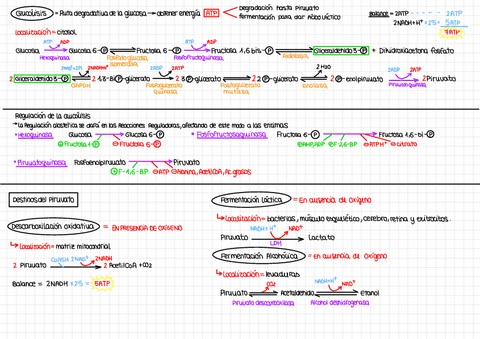 ESQUEMAS Rutas-Bioquimica.pdf