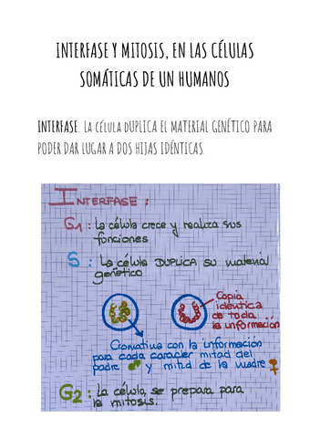 INTERFASE-Y-MITOSIS-EN-LAS-CELULAS-SOMATICAS-HUMANAS.pdf