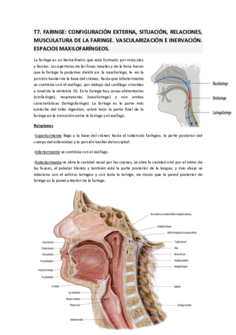 T7. FARINGE.pdf