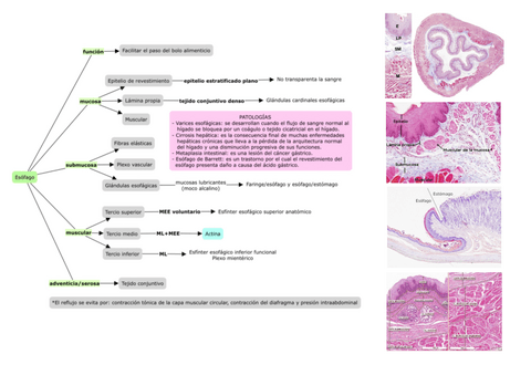 Esquema-esofago.pdf