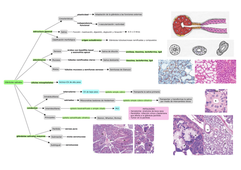 Esquema-glandula-salivales.pdf