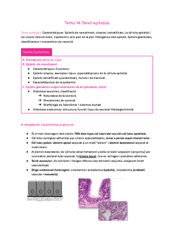 Tema-14-Teixit-epitelial.pdf
