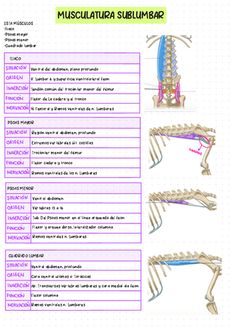 2.-Musculatura-Sublumbar.pdf