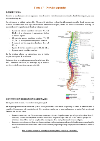 Tema-17-Nervios-espinales.pdf