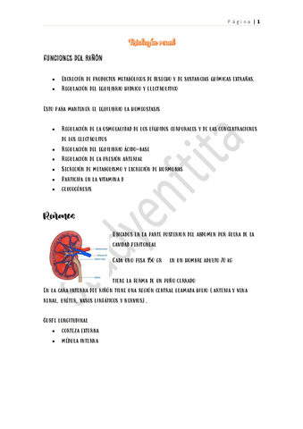 Fisiologia-renal-ttp-y-clase.pdf