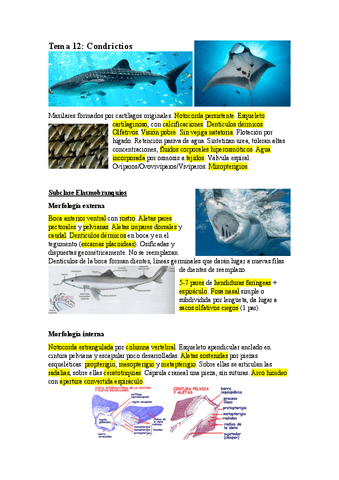 T12.2-CONDRICTIOS.pdf
