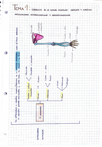 Anatomia-T1-T10.pdf