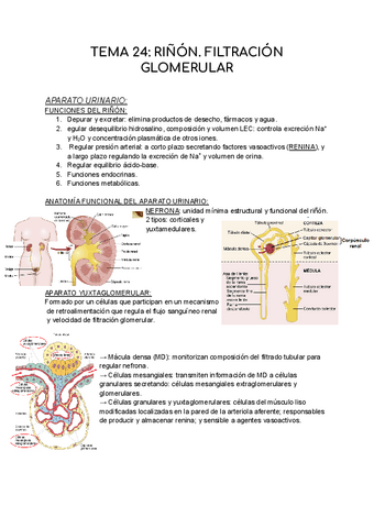 T24-FISIOLOGIA.pdf