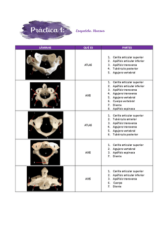 PRACTICAS-ANATOMIA-TODAS.pdf