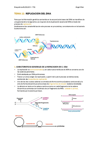 T11.-Replicacion-del-DNA.pdf