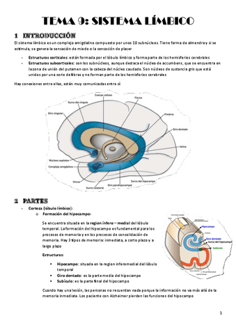 Apuntes De Anatomia Ii Pdf