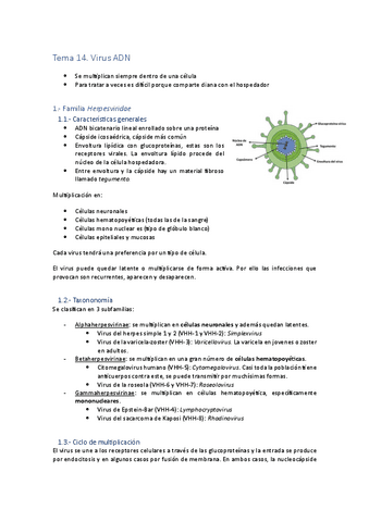 Tema-14.-Virus-ADN.pdf
