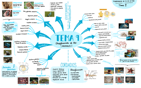 Mapa-Mental-Tema-9.pdf