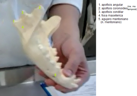 mandibula perro.png