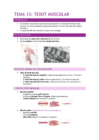 TEMA-13-TEIXIT-MUSCULAR.pdf