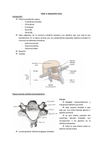 TEMA-3-ANATOMIA.pdf