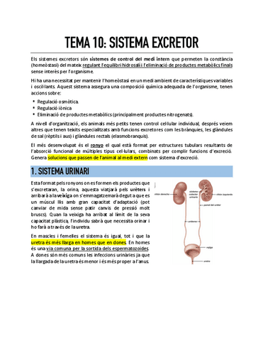 Tema-10-Sistema-excretor.pdf