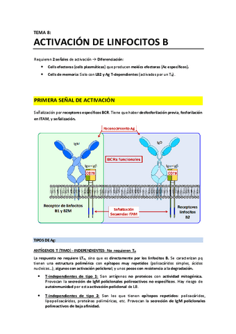 T8 - Activación de linfocitos B.pdf