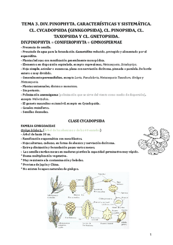 Tema-3.-Div.-Pinophyta.-Caracteristicas-y-sistematica.-Cl.-Cycadopsida ...