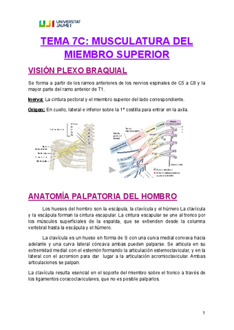 TEMA-7C-MUSCULATURA-DEL-MIEMBRO-SUPERIOR.pdf