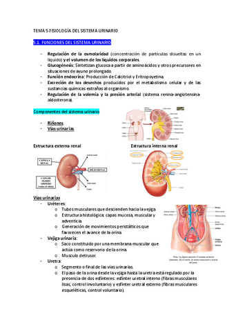 TEMA-5-FISIOLOGIA-DEL-SISTEMA-URINARIO.pdf